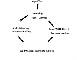 The Physiology of Dehydration - A Parent's Guide (Pedcast)